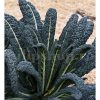 .VARZĂ KALE BLACK MAGIC – VIVASEM.ro